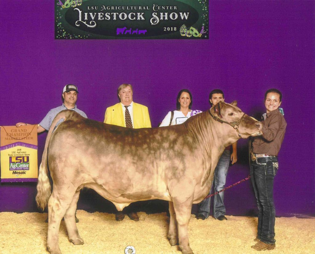 Grand Champion Market Steer – Lonestar Feed